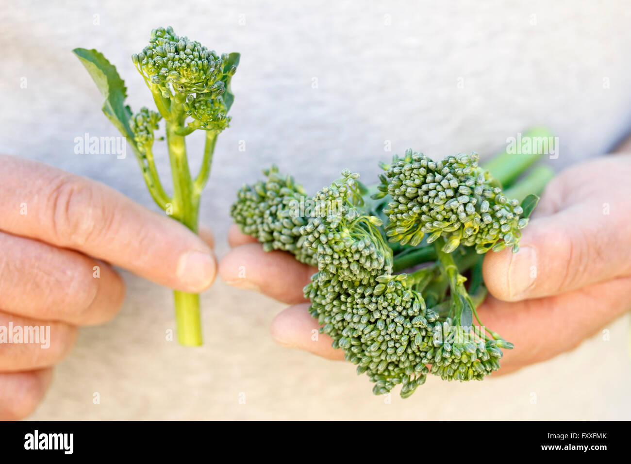 Bimi. Variety of broccoli Stock Photo - Alamy