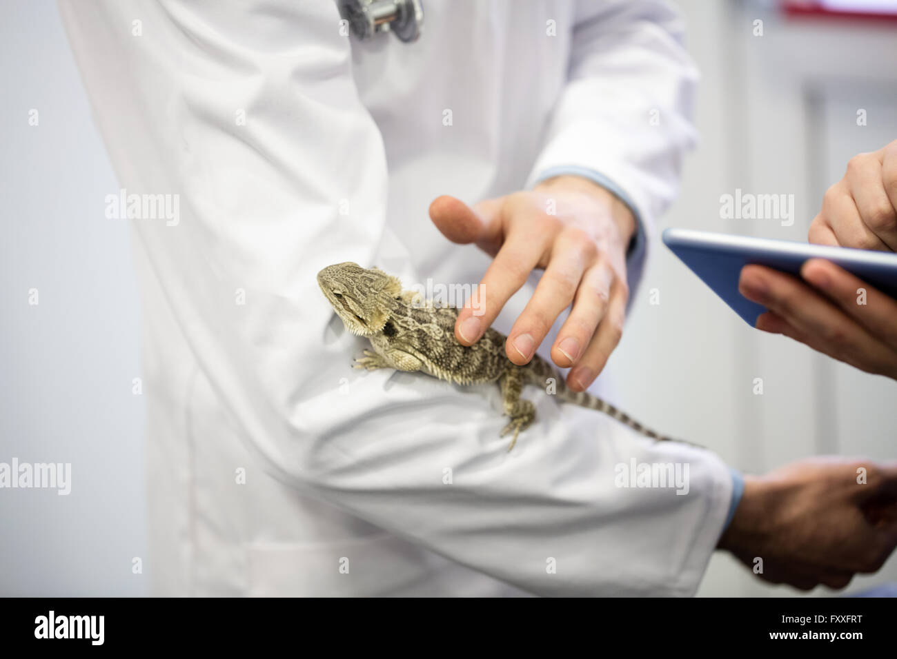 Woman holding lizard hi-res stock photography and images - Alamy