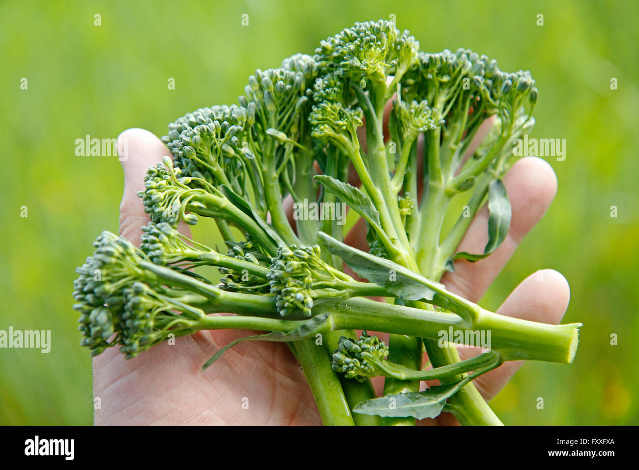 Bimi. Variety of broccoli Stock Photo - Alamy