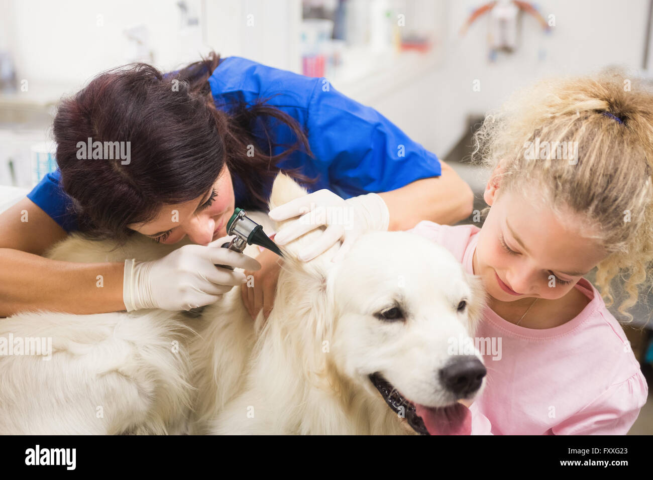 Veterinarian examining ear of labrador retriever Stock Photo - Alamy