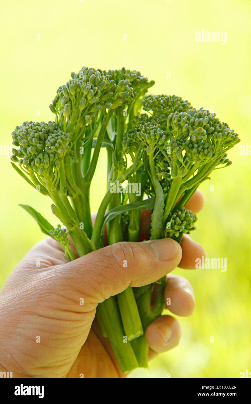 Bimi. Variety of broccoli Stock Photo - Alamy