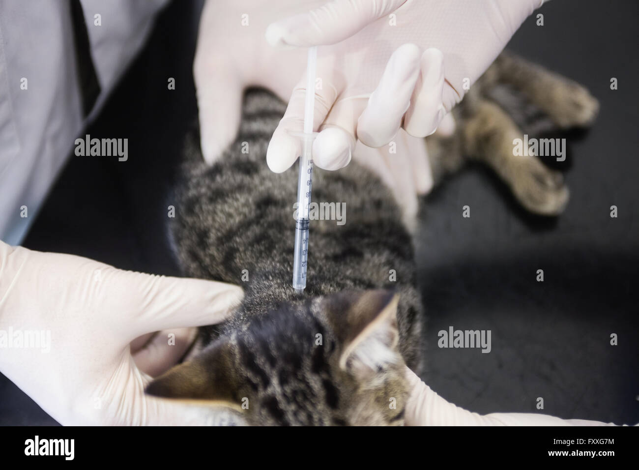 Veterinarian giving injection sick hi-res stock photography and images ...