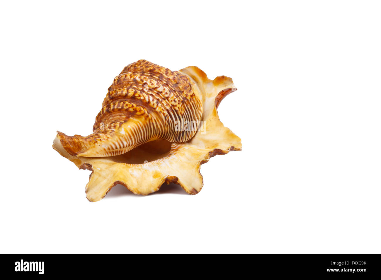Sea shell isolated on white Stock Photo - Alamy