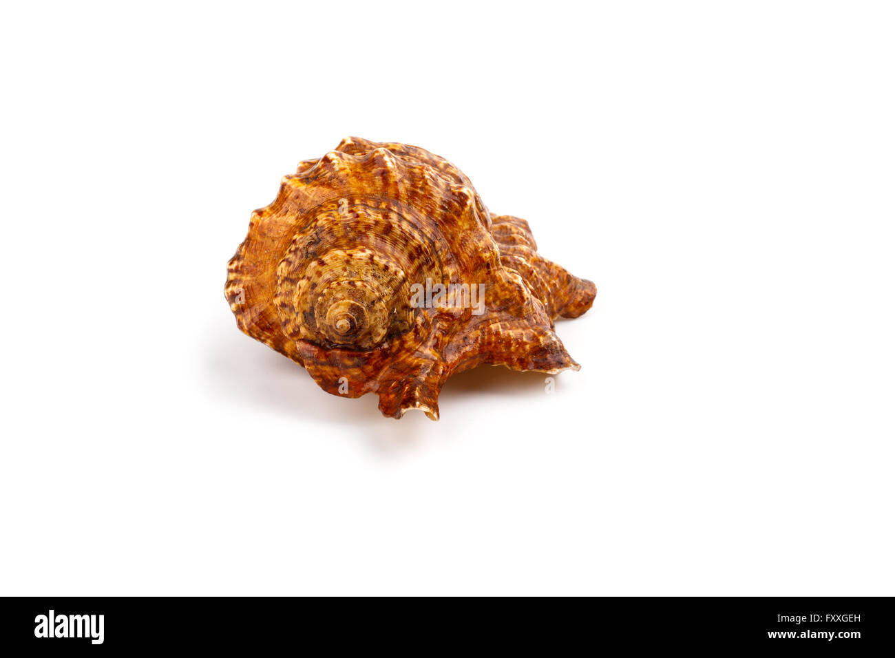 Big Sea shell isolated on white background Stock Photo - Alamy