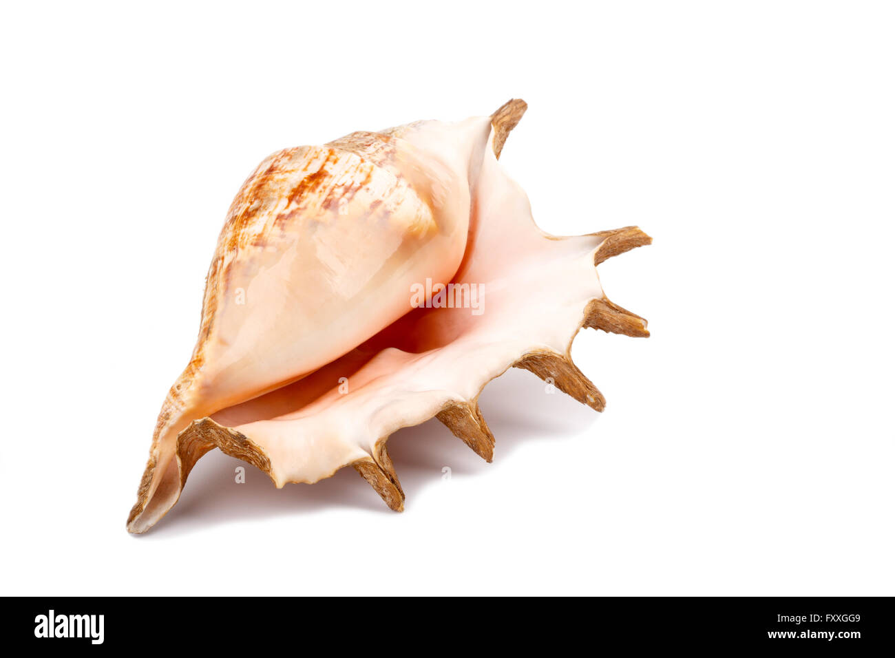 Sea shell isolated on white Stock Photo - Alamy