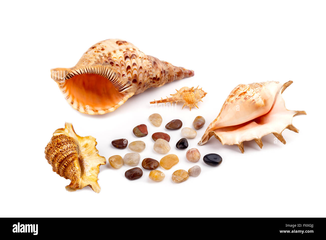 Sea Shells and stones isolated on white Stock Photo - Alamy