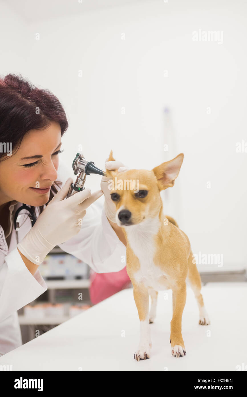 Vet examining ear of dog Stock Photo - Alamy