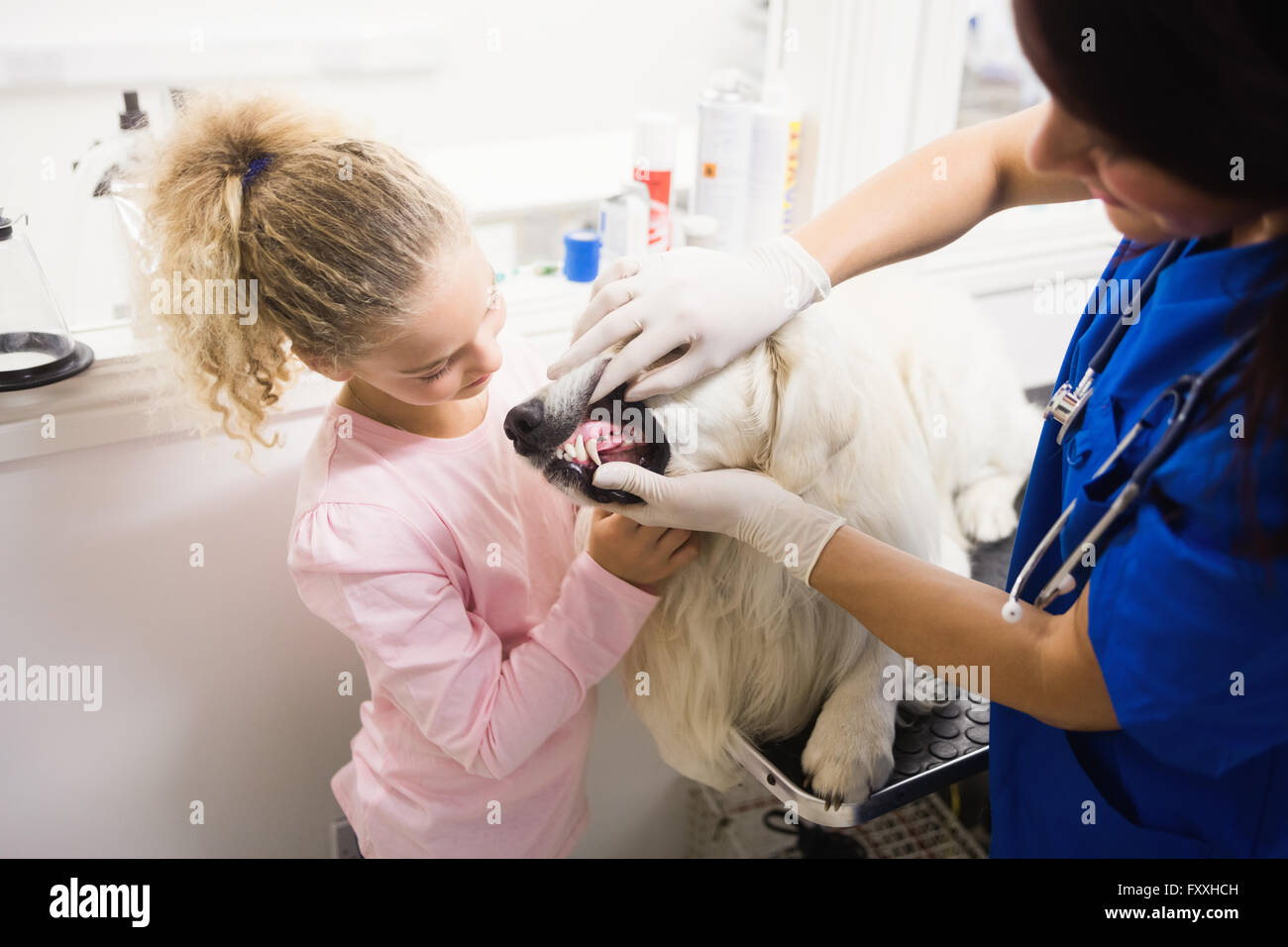 Veterinarian examining labrador retrievers teeth Stock Photo - Alamy