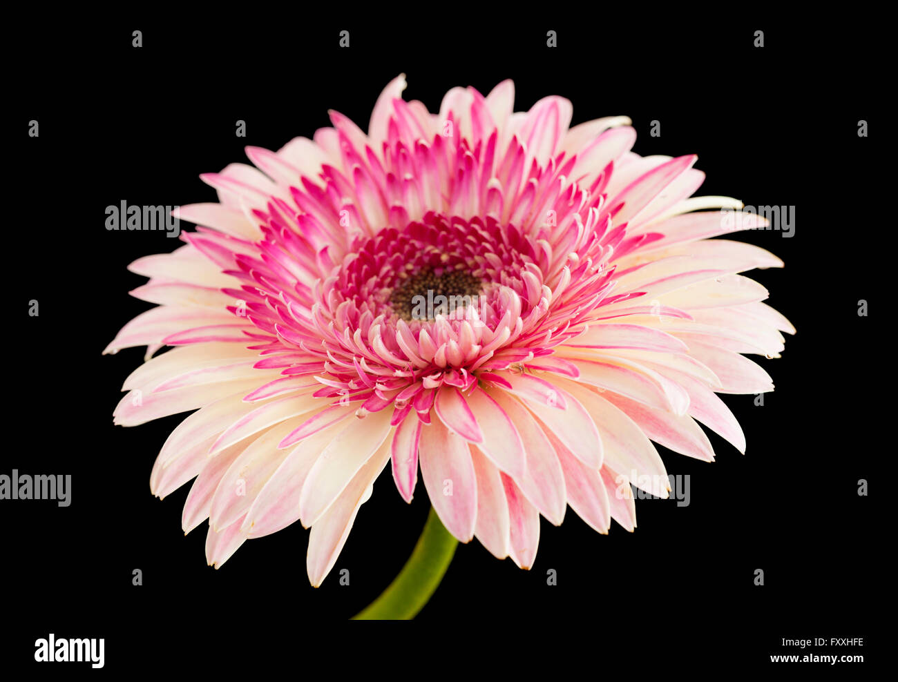 white and magenta gerbera flower isolated on black background Stock ...
