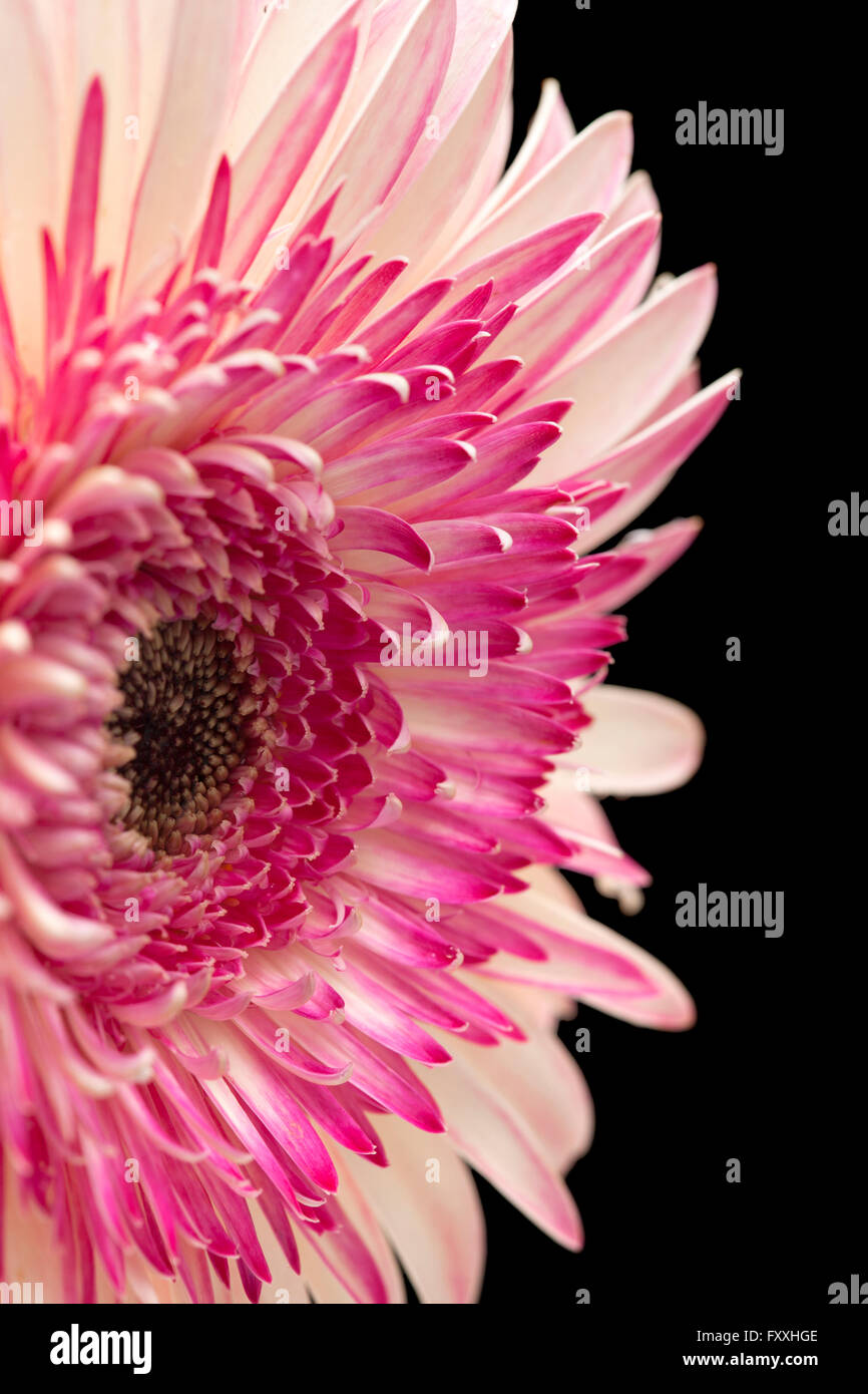 white and magenta gerbera flower isolated on black background Stock ...
