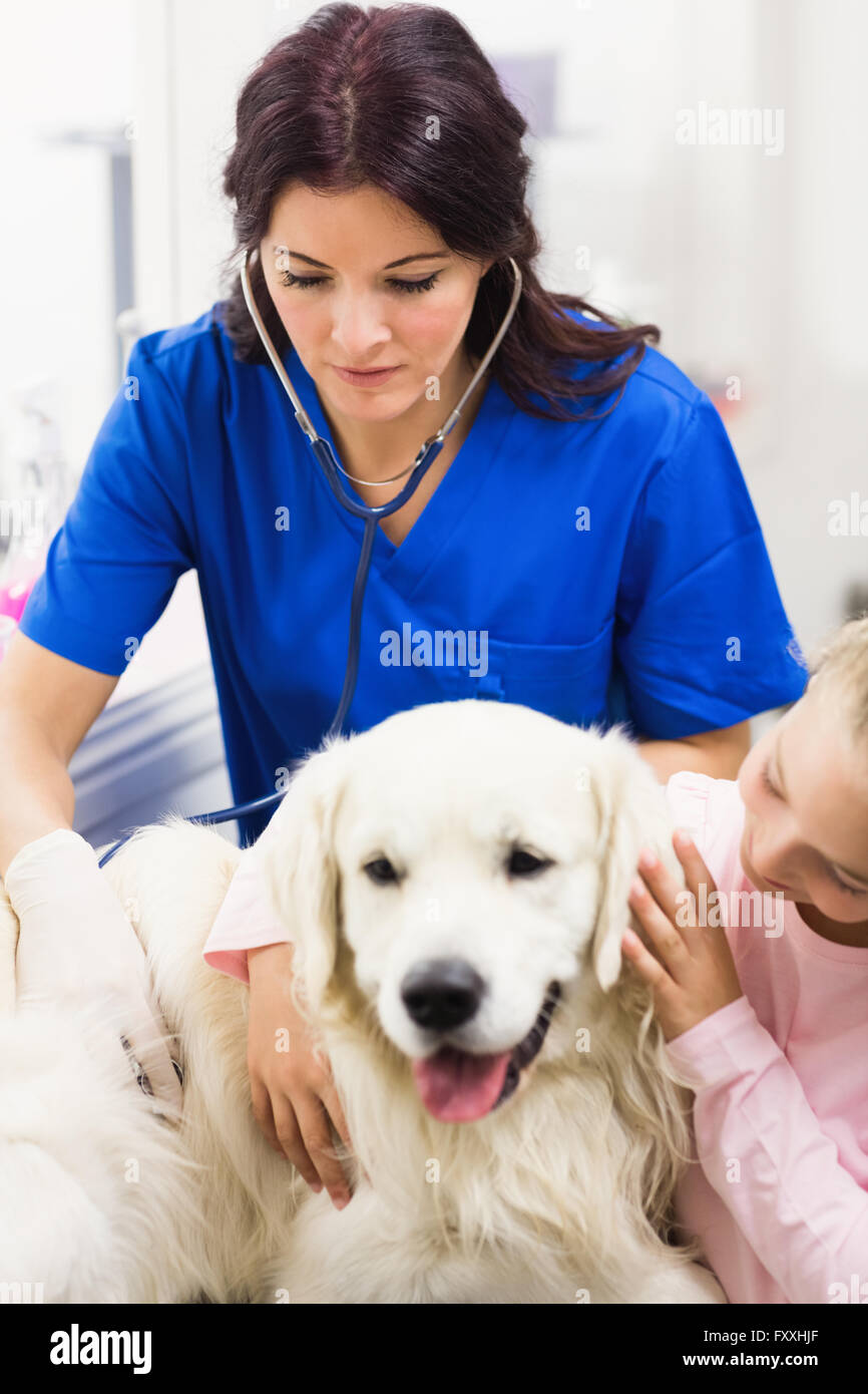 Veterinarian checking dog with stethoscope Stock Photo - Alamy