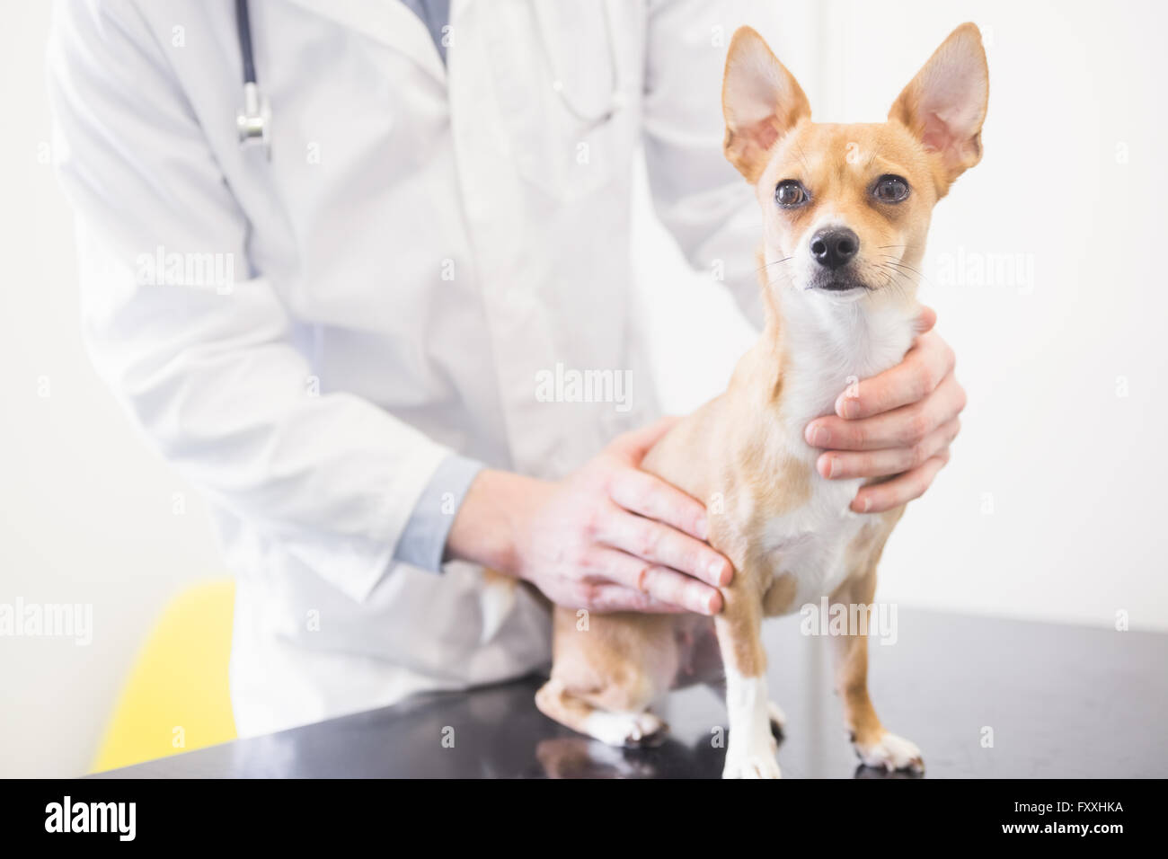 Veterinarian examining a dog Stock Photo - Alamy