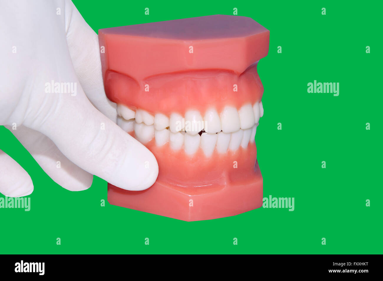 orthodontist hand show teeth model isolated on green screen chroma key ...