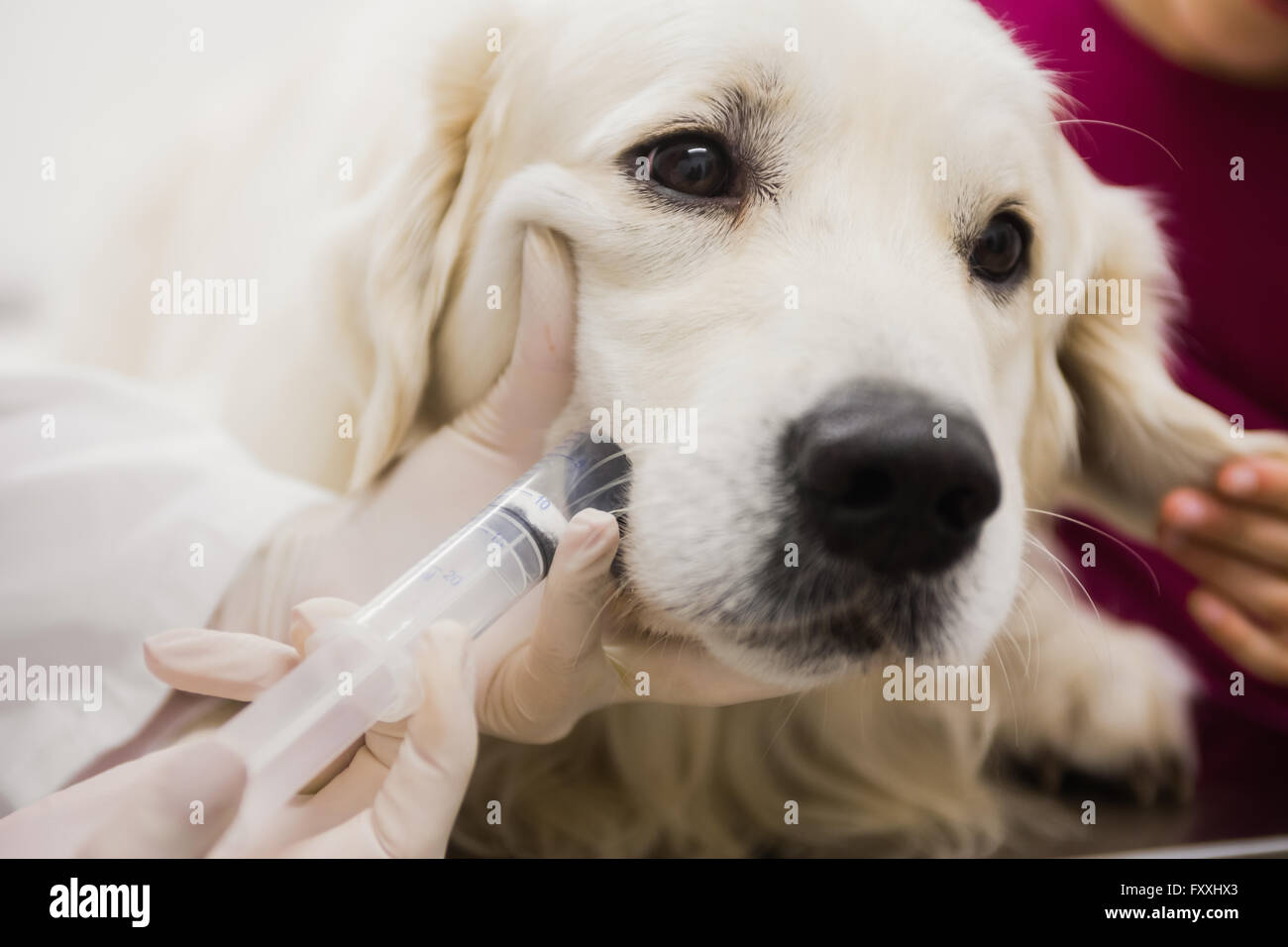 Veterinarian giving injection to dog Stock Photo - Alamy