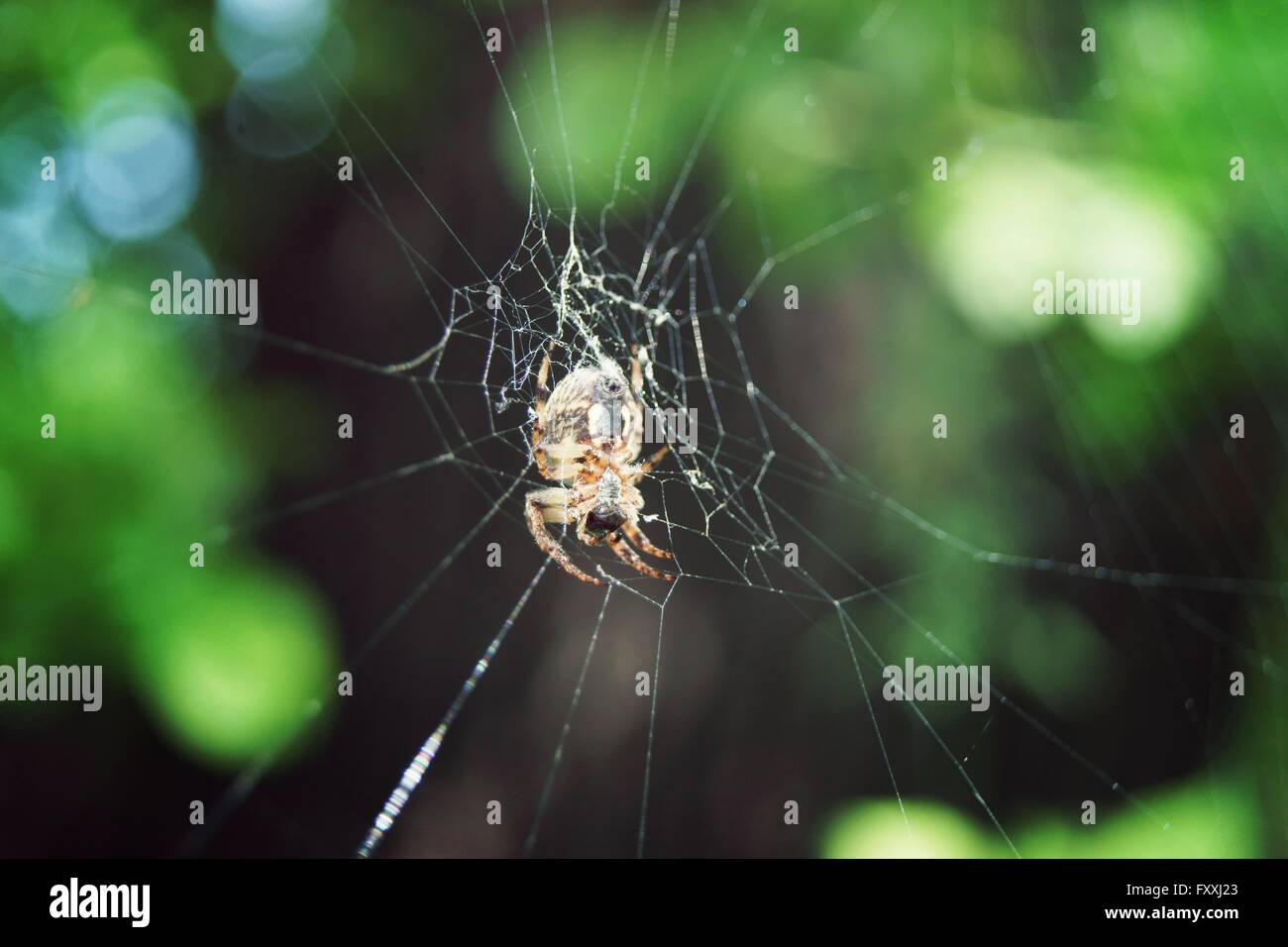 Little spider hi-res stock photography and images - Alamy