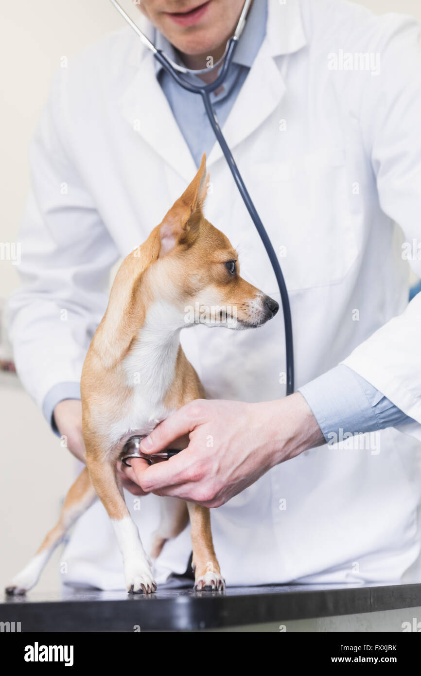 Checking dog hi-res stock photography and images - Alamy