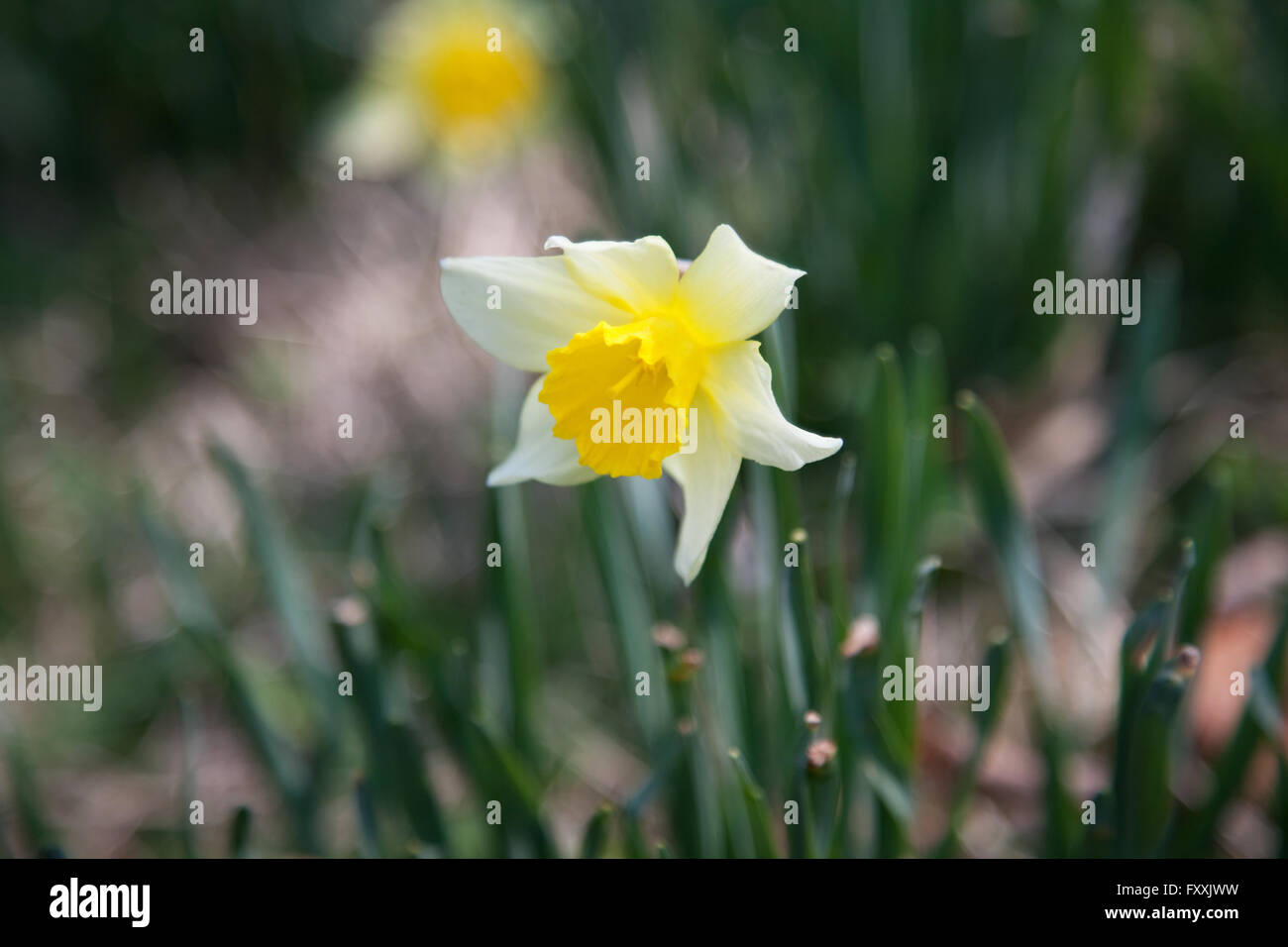 Wild Flower II Stock Photo - Alamy