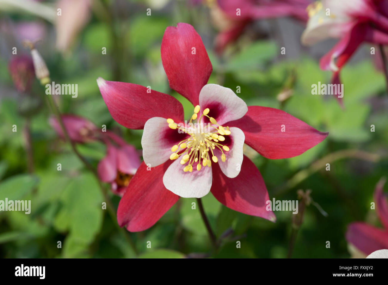 Wild Flower II Stock Photo - Alamy