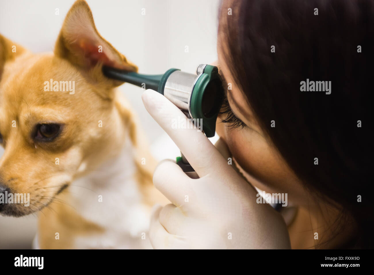 Veterinarian examining ear of dog with otoscope Stock Photo - Alamy
