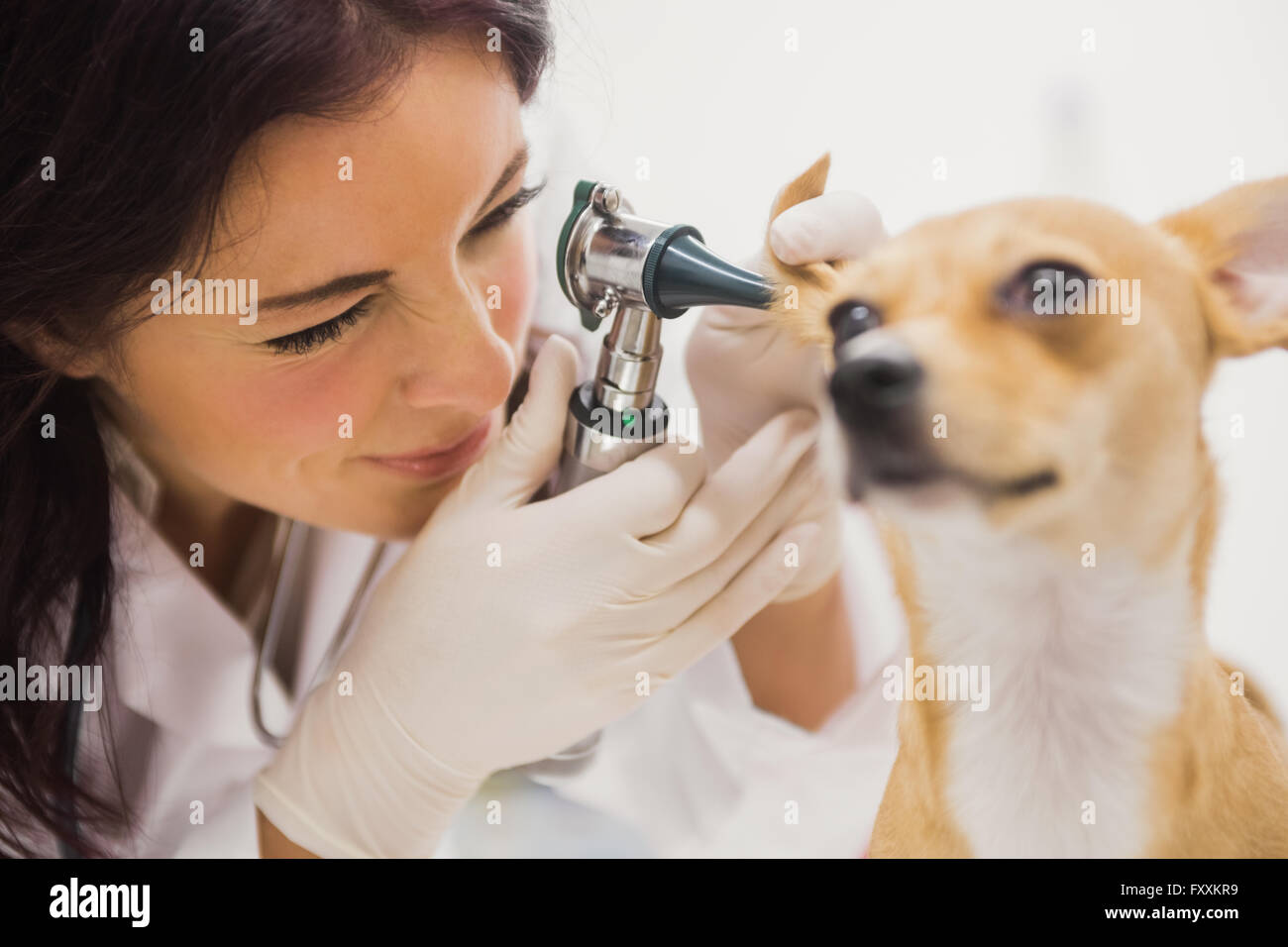 Vet examining ear of dog Stock Photo - Alamy
