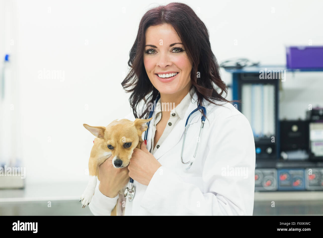 Cheerful vet holding chihuahua hi-res stock photography and images - Alamy