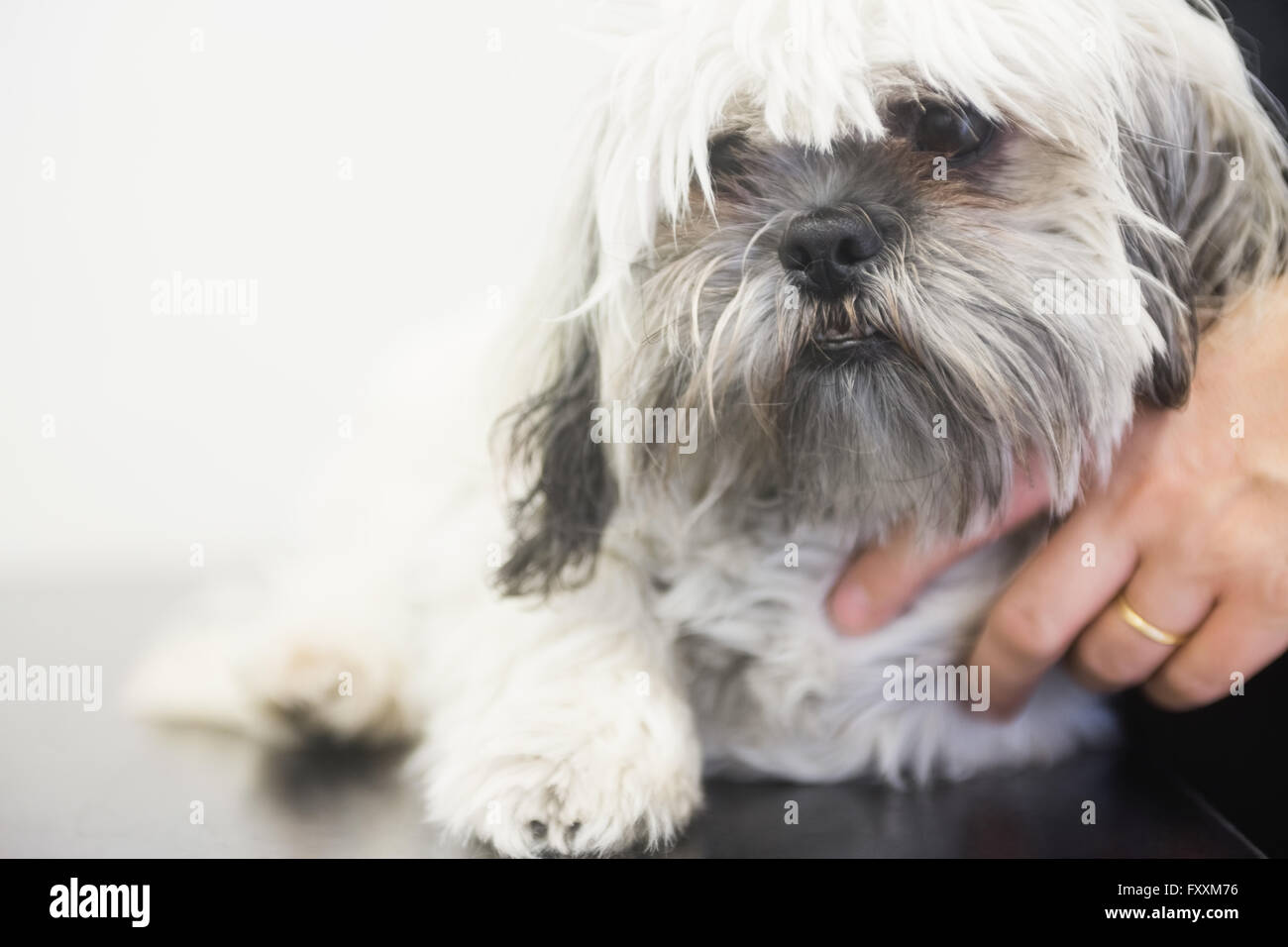 Close up sick dog hi-res stock photography and images - Alamy
