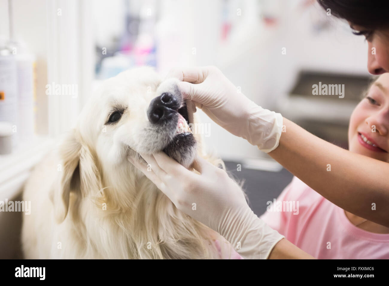 Veterinarian examining labrador retrievers teeth Stock Photo - Alamy