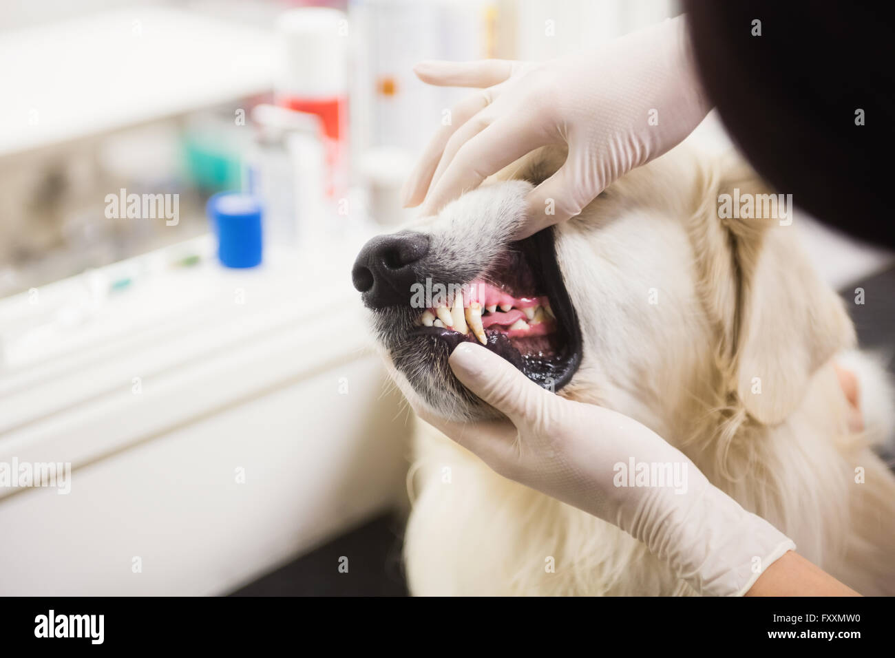 Veterinarian examining labrador retrievers teeth Stock Photo - Alamy