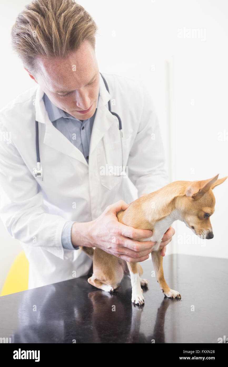 Veterinarian examining a dog Stock Photo - Alamy