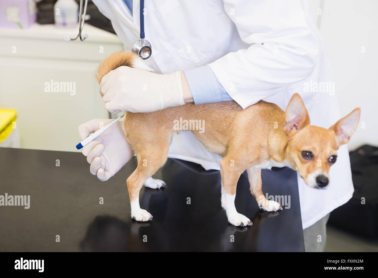 Treating sick animal hi-res stock photography and images - Alamy