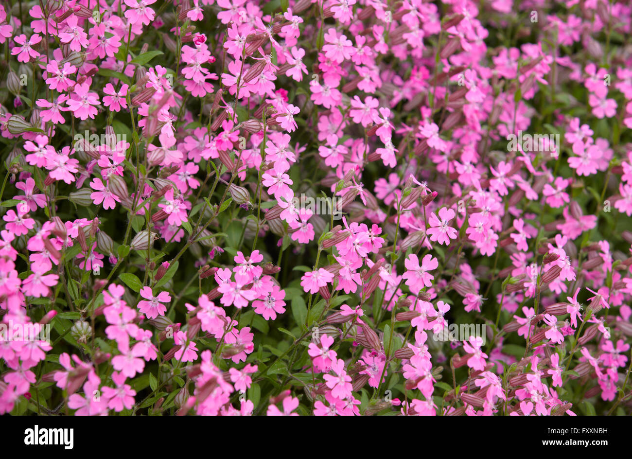 Purple flowers detail in the ground. Horizontal format Stock Photo - Alamy