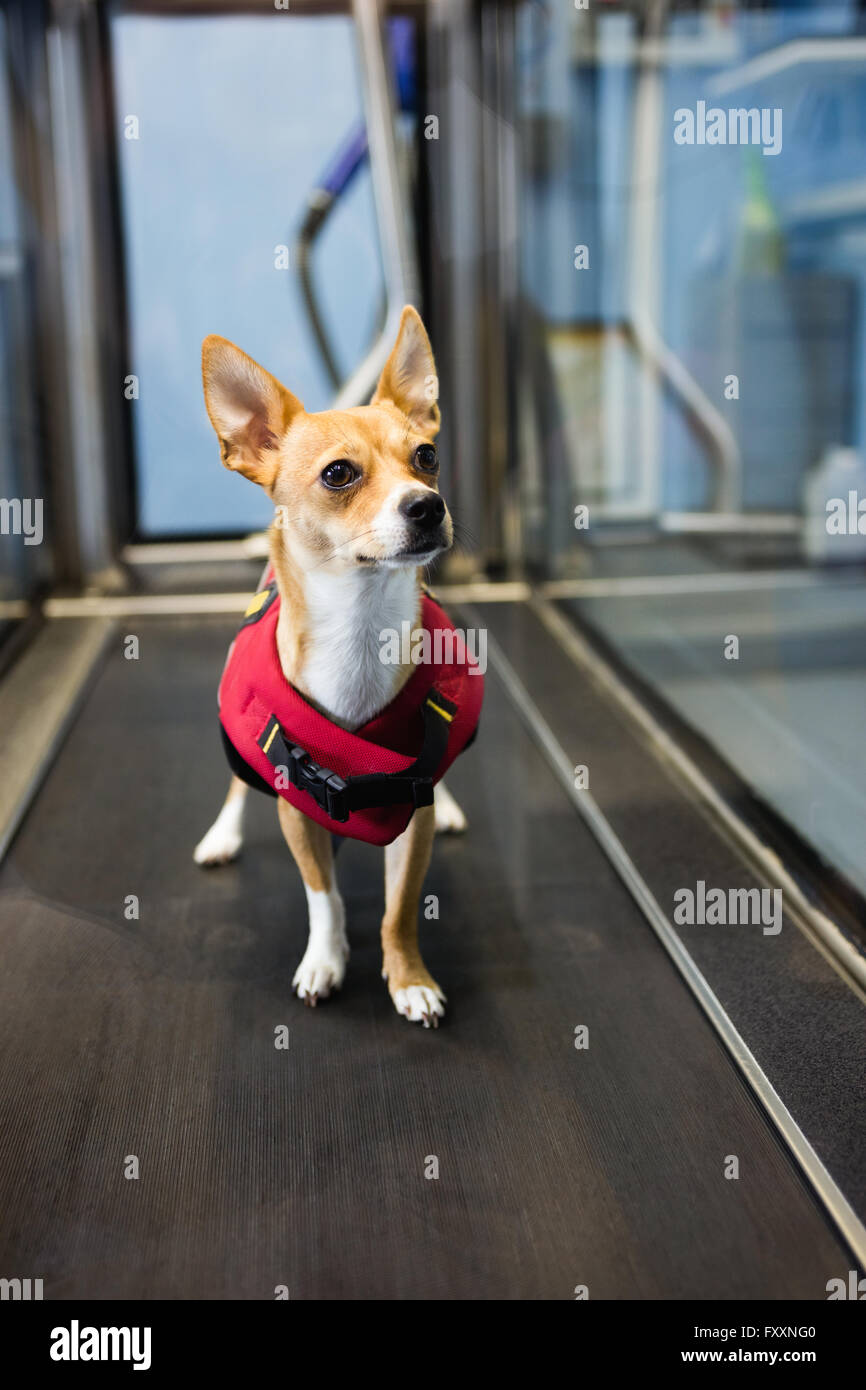 Dog on hydrotherapy treadmill in clinic Stock Photo - Alamy
