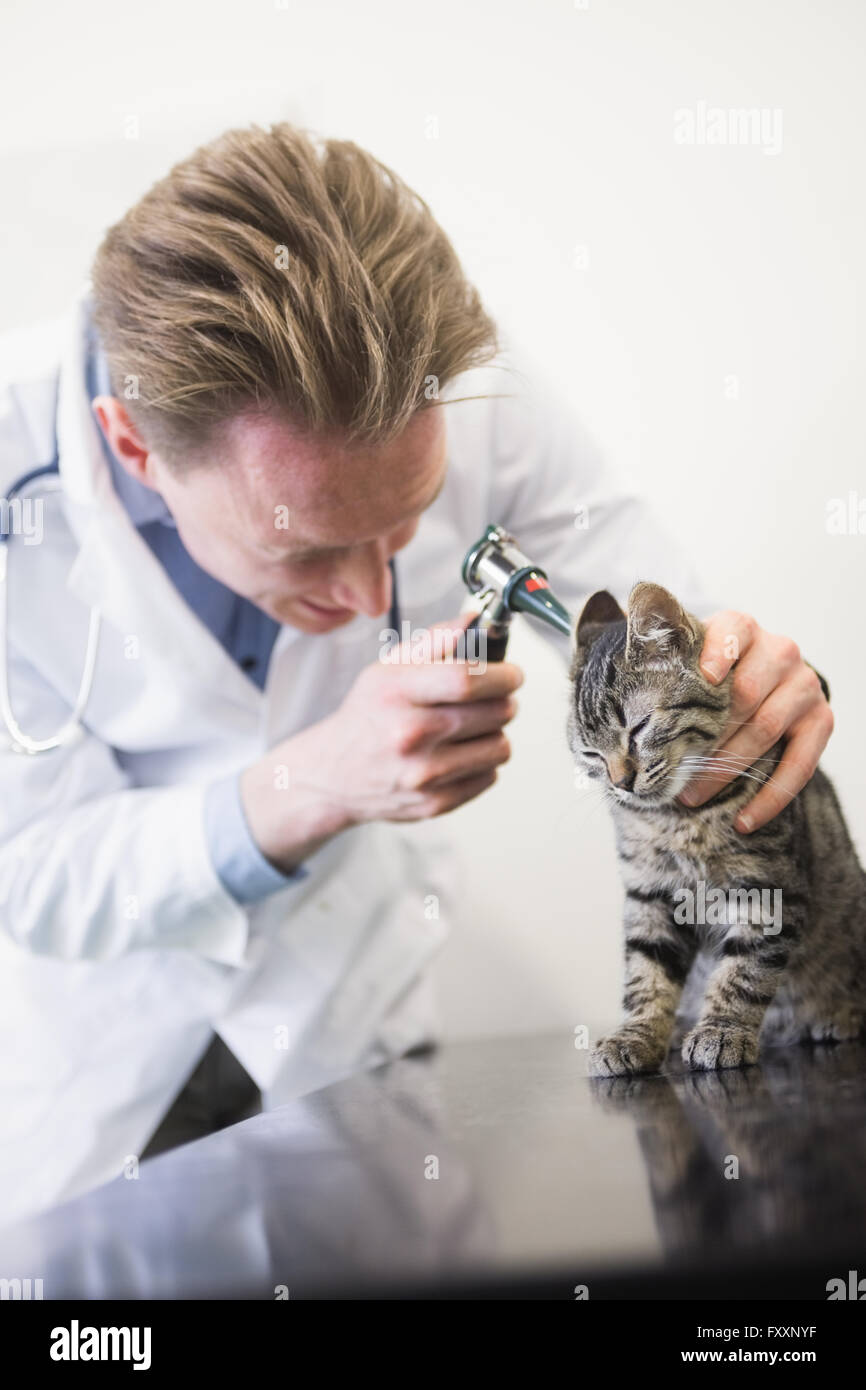 Veterinarian examining ear of kitten with otoscope Stock Photo - Alamy