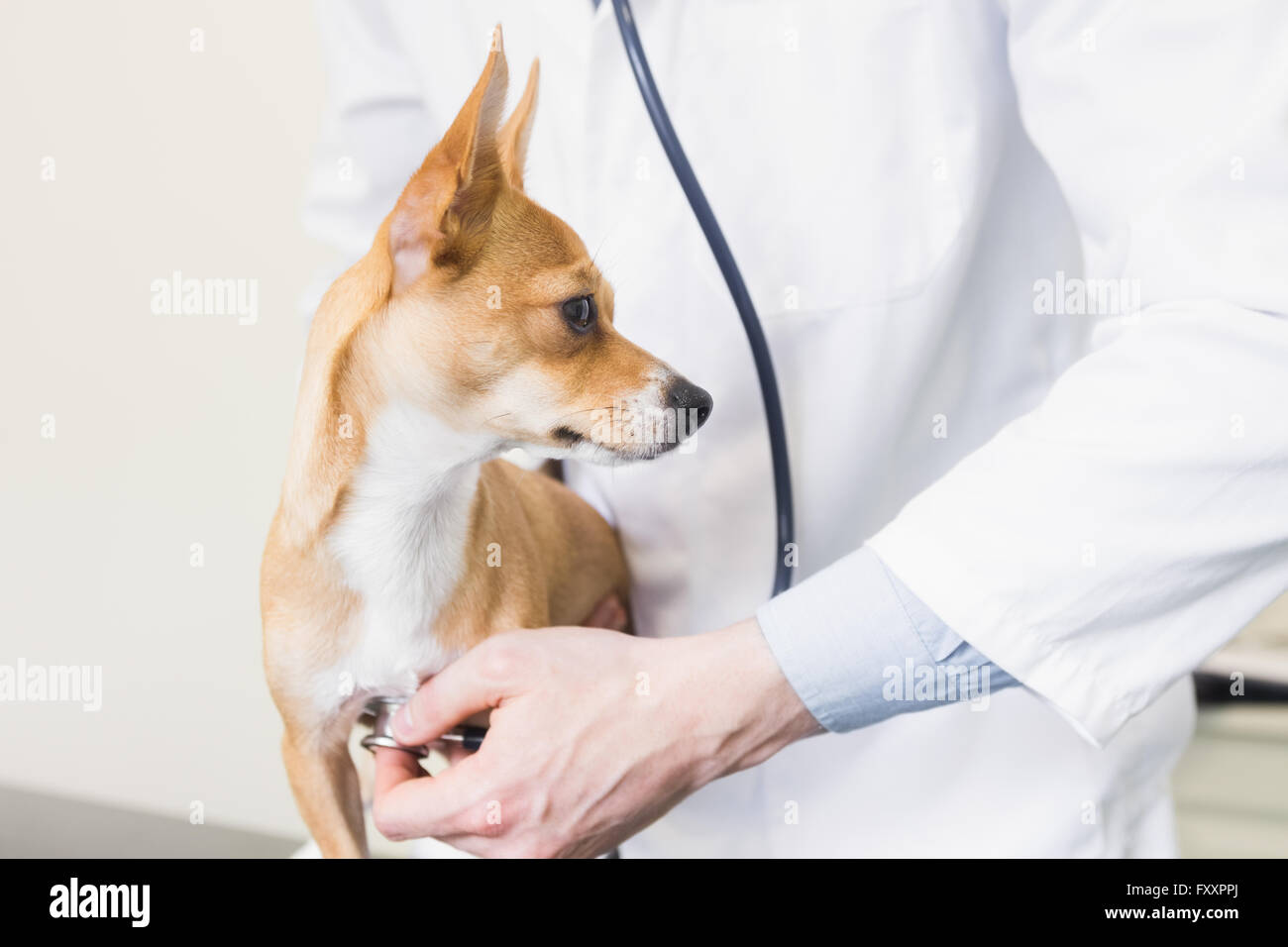 Veterinarian checking dog with stethoscope Stock Photo - Alamy