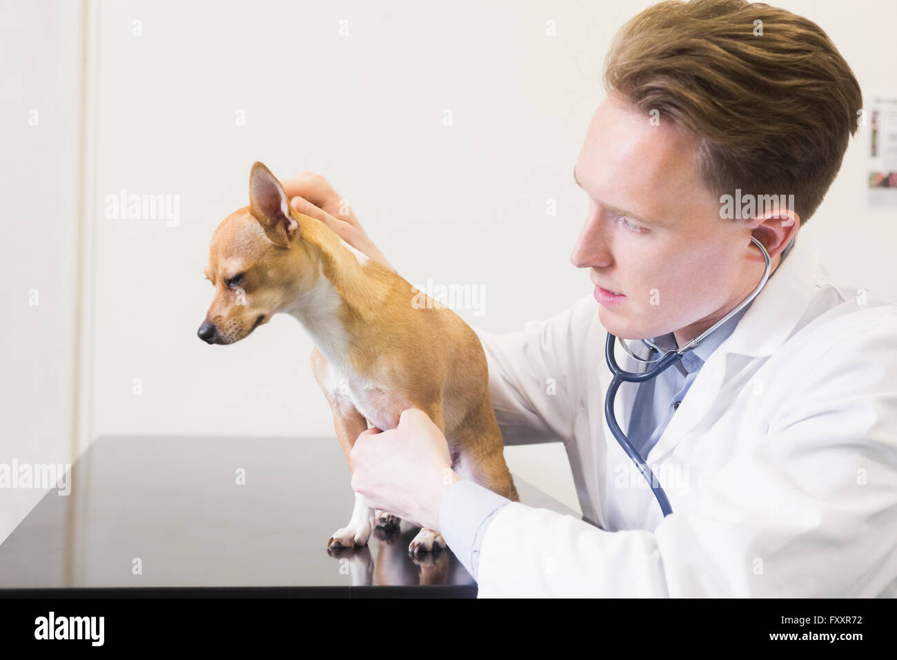 Checking dog hi-res stock photography and images - Alamy
