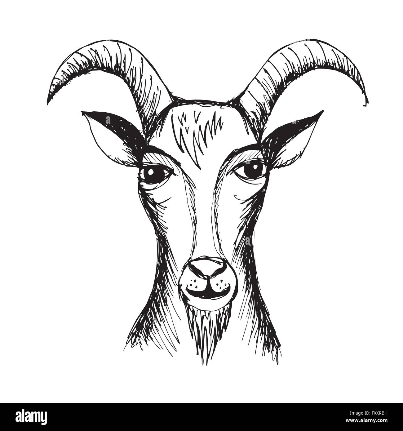Hand drawn Goat Stock Vector Image & Art - Alamy