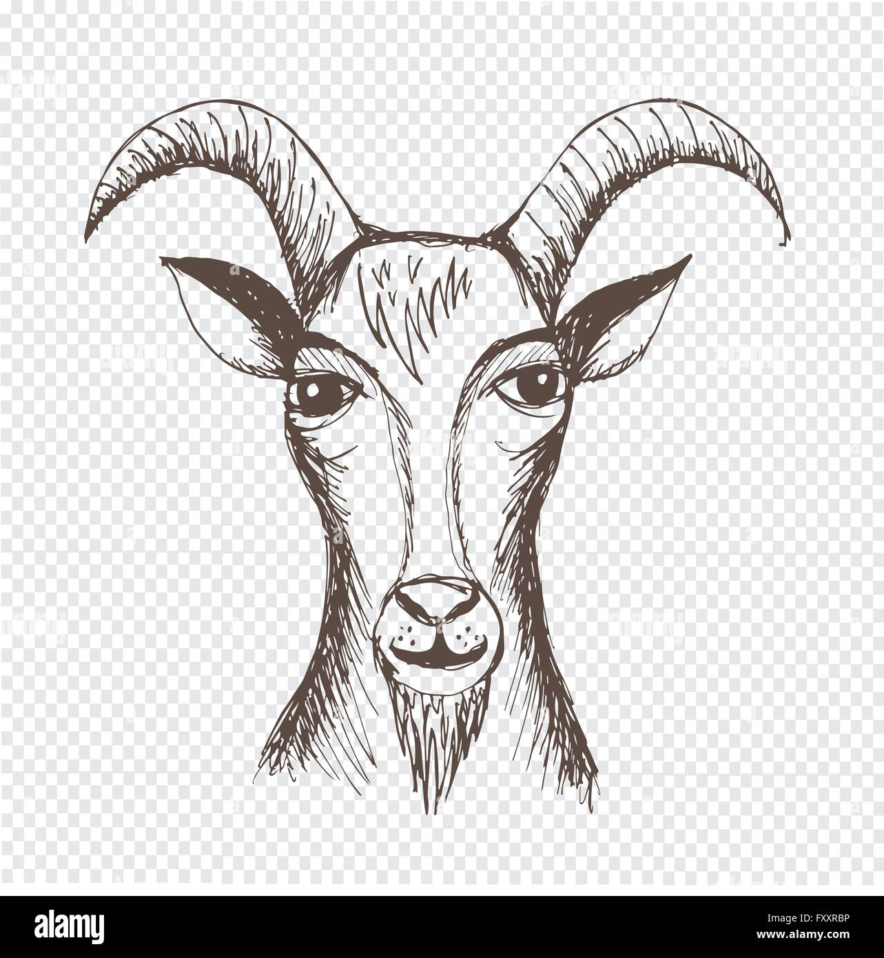 Hand drawn Goat Stock Vector Image & Art - Alamy