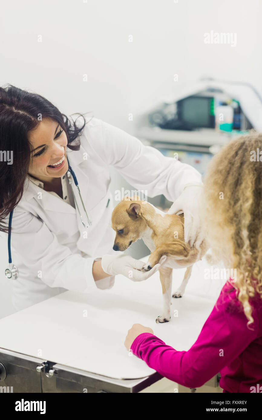 Vet examining dog Stock Photo - Alamy