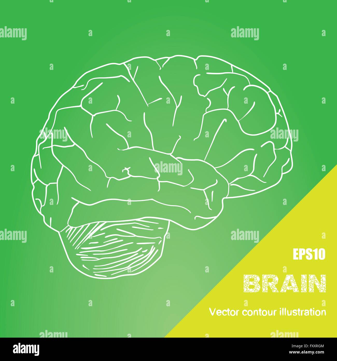 Vector illustration of human brain Stock Vector Image & Art - Alamy