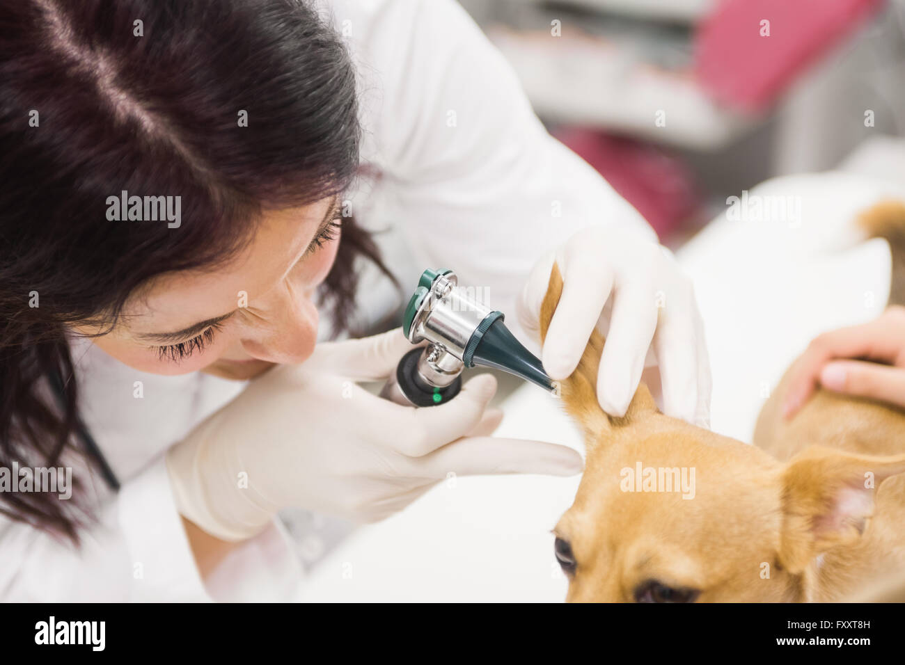 Dog ear hand hi-res stock photography and images - Alamy