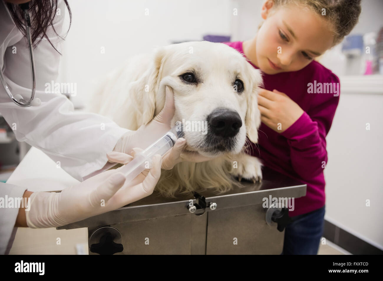 Veterinarian giving injection to dog Stock Photo - Alamy