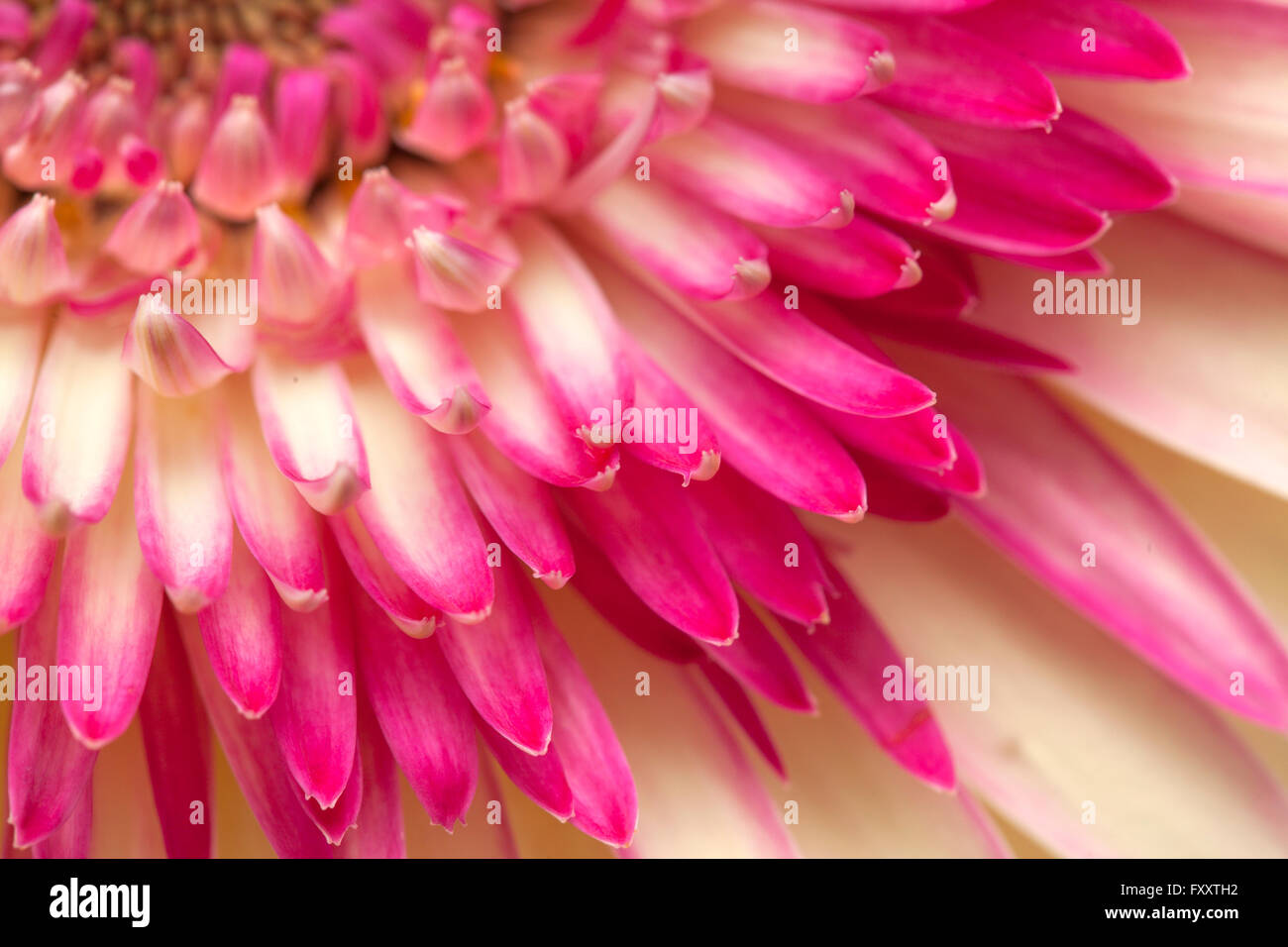 white and magenta gerbera natural floral background Stock Photo - Alamy