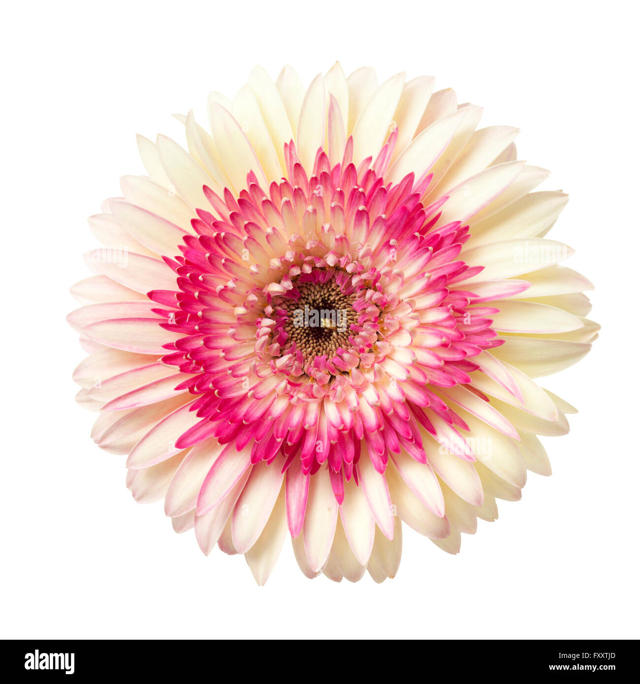 white and magenta gerbera flowers isolated on white background Stock ...
