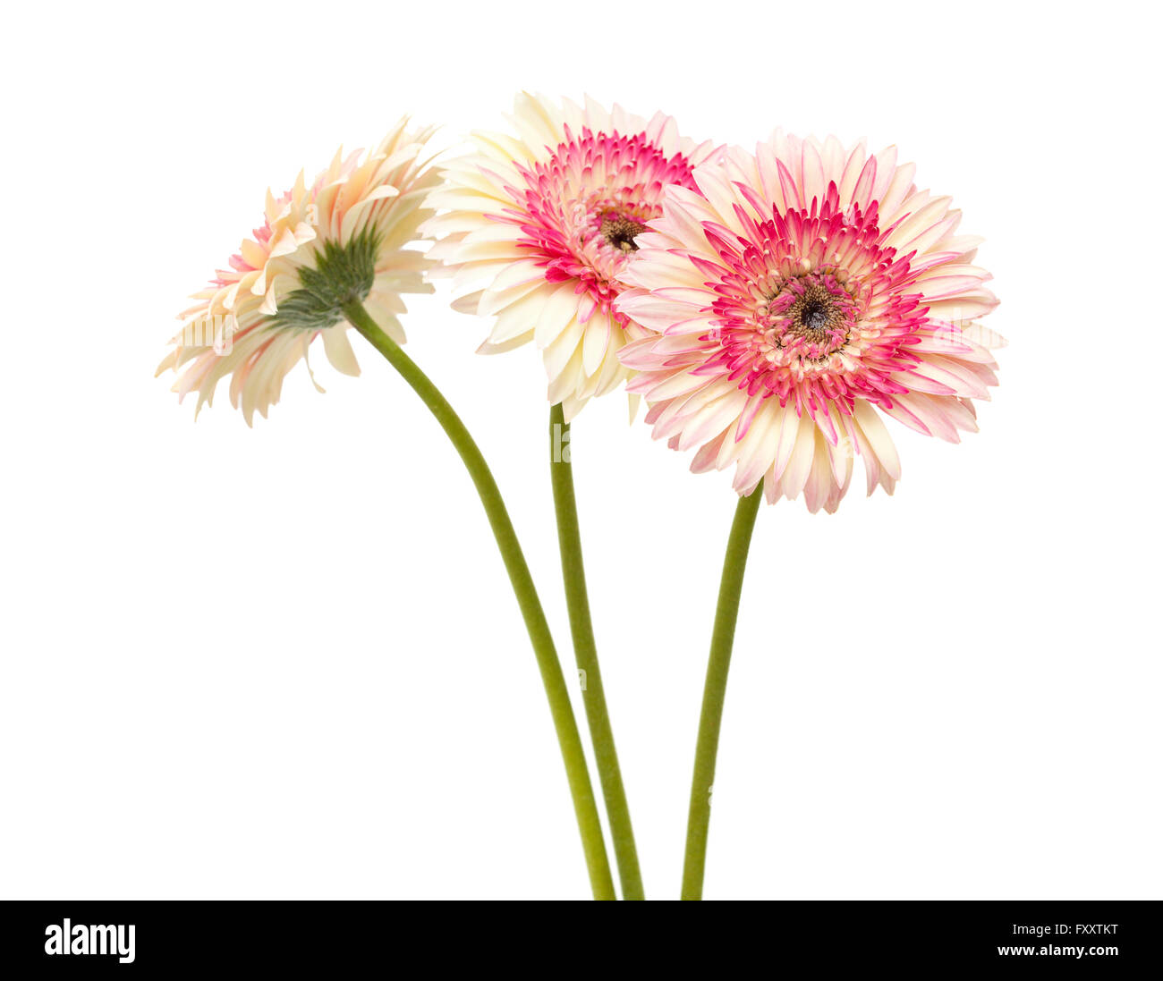 white and magenta gerbera flowers isolated on white background Stock ...