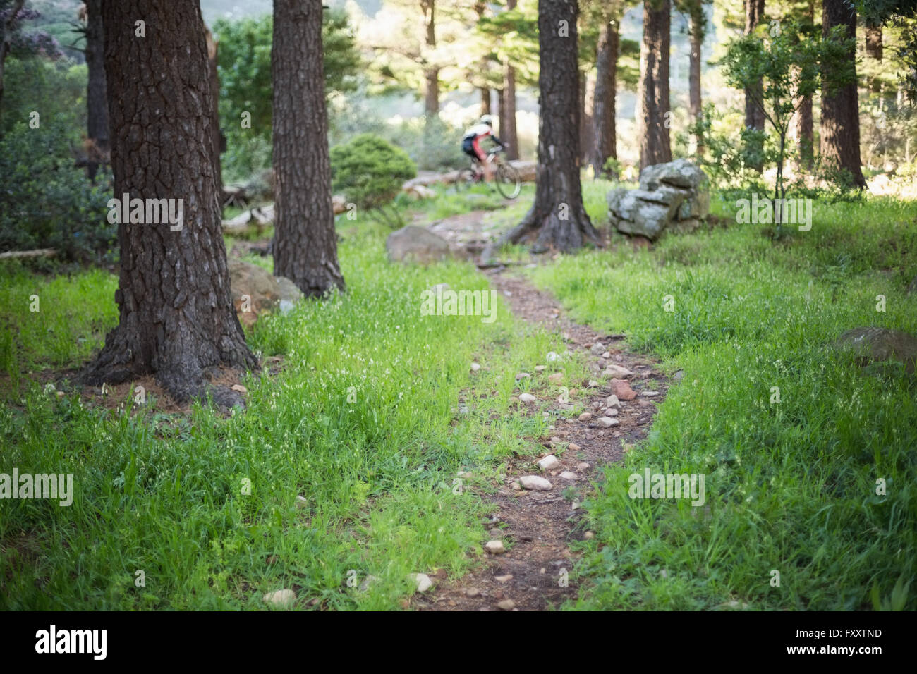 Trail by trees at forest Stock Photo - Alamy