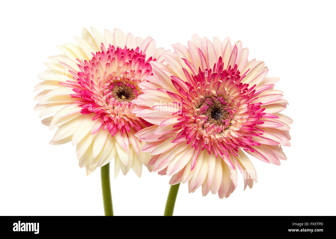 white and magenta gerbera flowers isolated on white background Stock ...