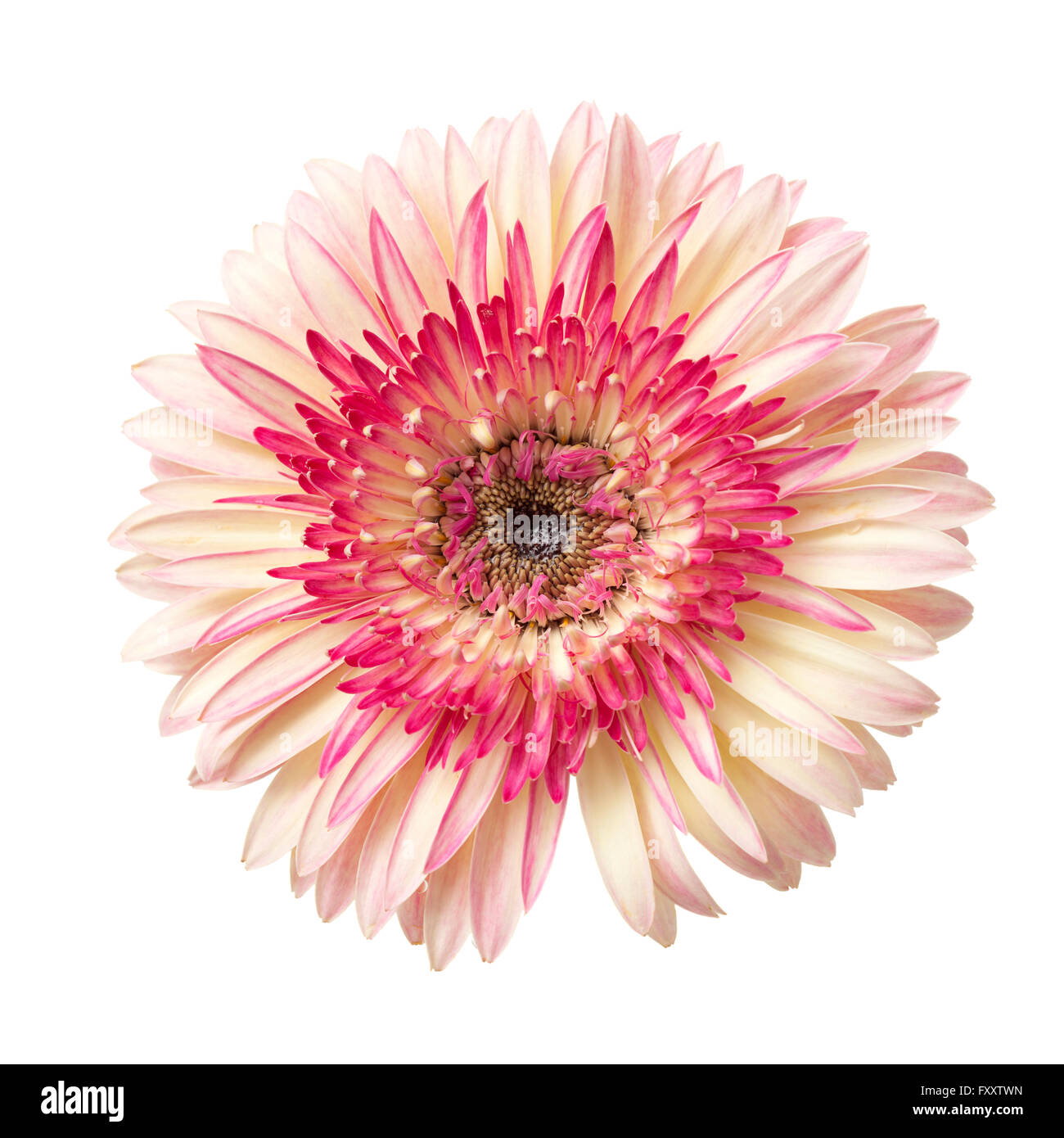 white and magenta gerbera flowers isolated on white background Stock ...
