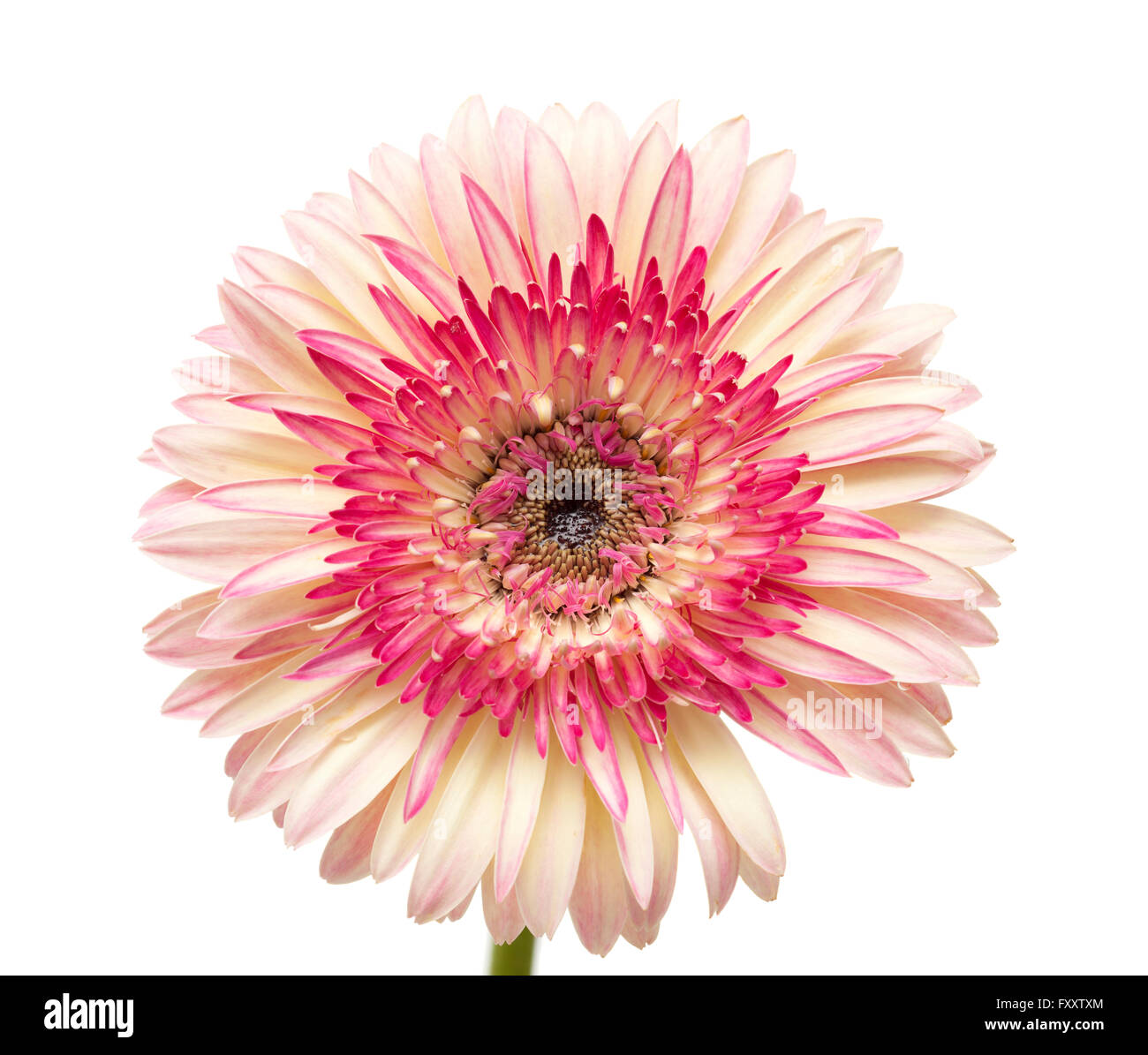 white and magenta gerbera flowers isolated on white background Stock ...