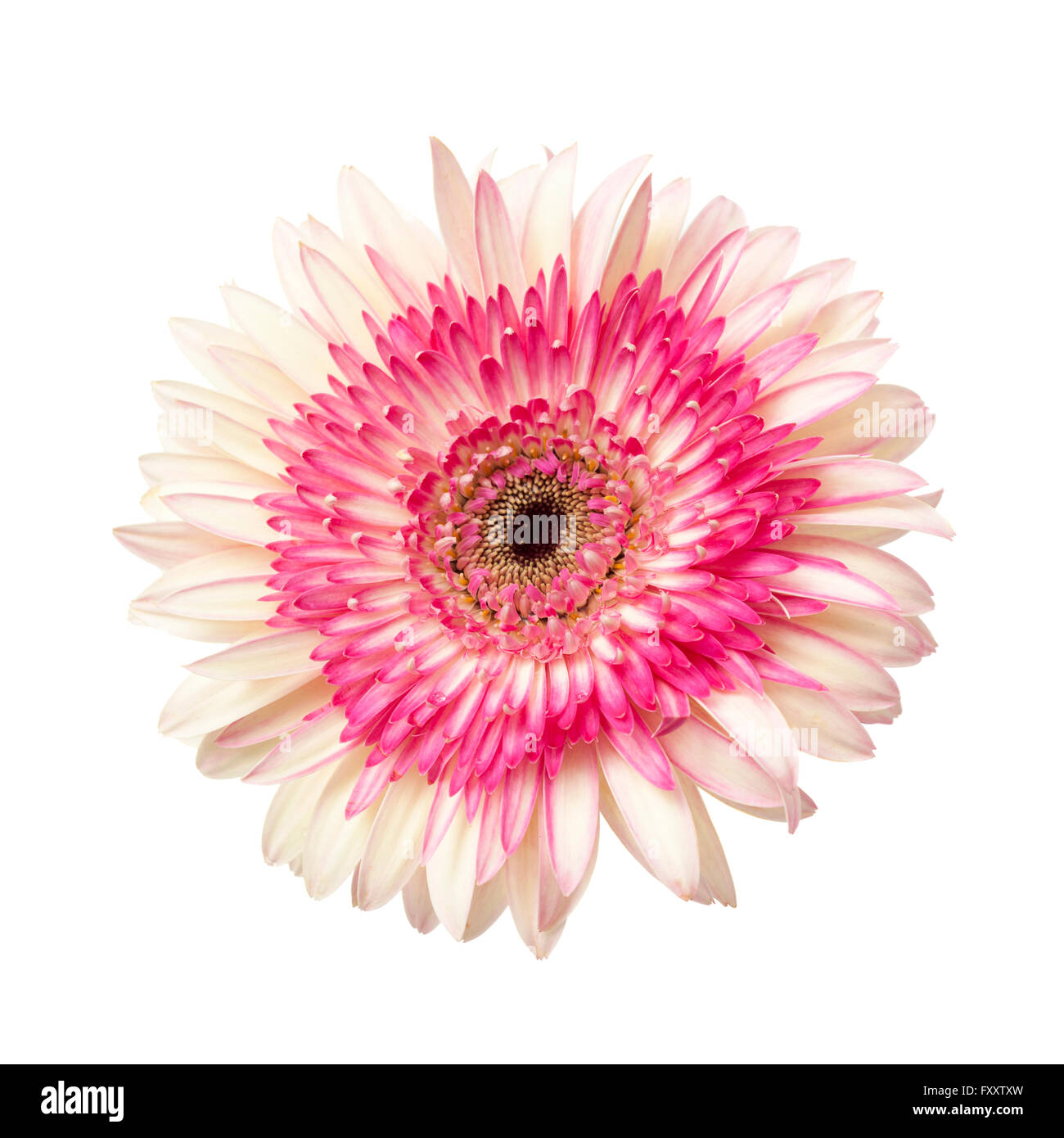 white and magenta gerbera flowers isolated on white background Stock ...