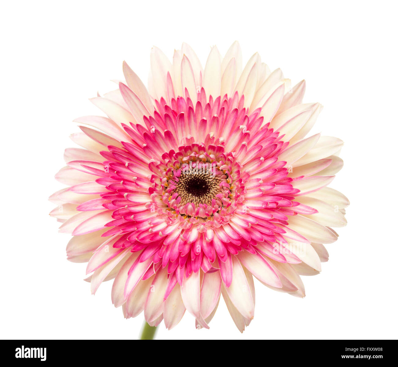 white and magenta gerbera flowers isolated on white background Stock ...